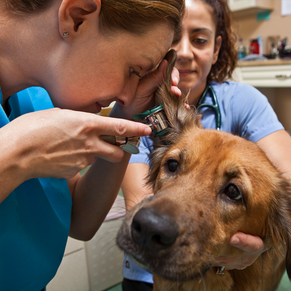 Veterinary Technology | Edison State Community College Veterinary Technology | Edison State Community College